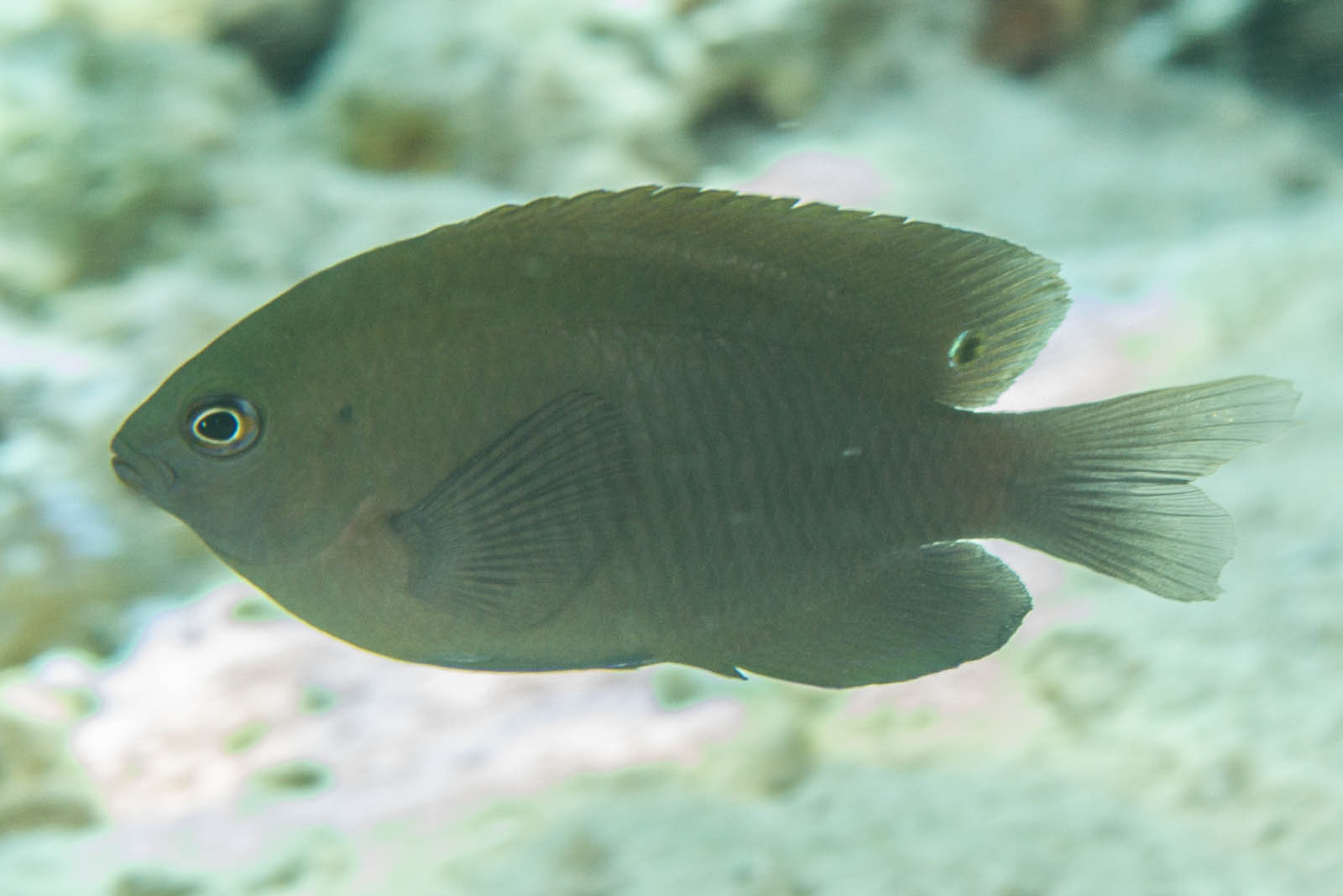Pomacentrus adelus Allen, 1991