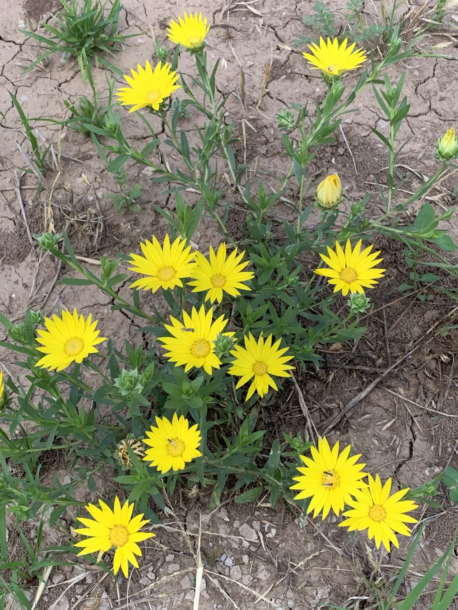 Xanthisma texanum var. drummondii (Torr. & A.Gray) A.Gray