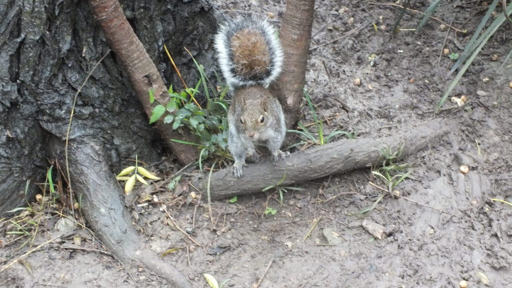 Allen's Squirrel (Sciurus alleni) - Know Your Mammals
