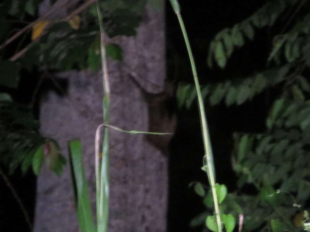 Sunda Colugo from Danum Valley Forest Centre, Malaysia on November 22 ...