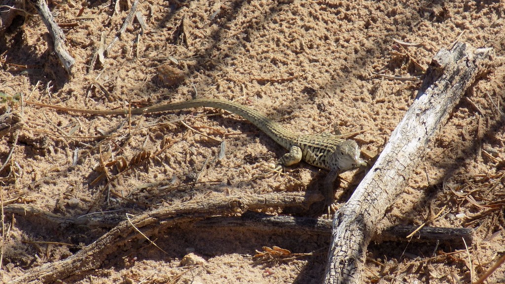 Marbled Whiptail in July 2021 by Ana Gatica Colima. Foto por Sandra ...