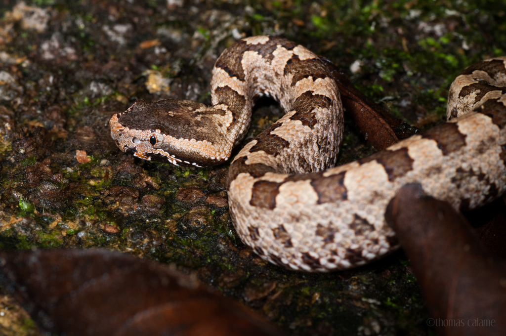 Chinese Mountain Pit Viper in April 2008 by Thomas Calame. Ovophis ...