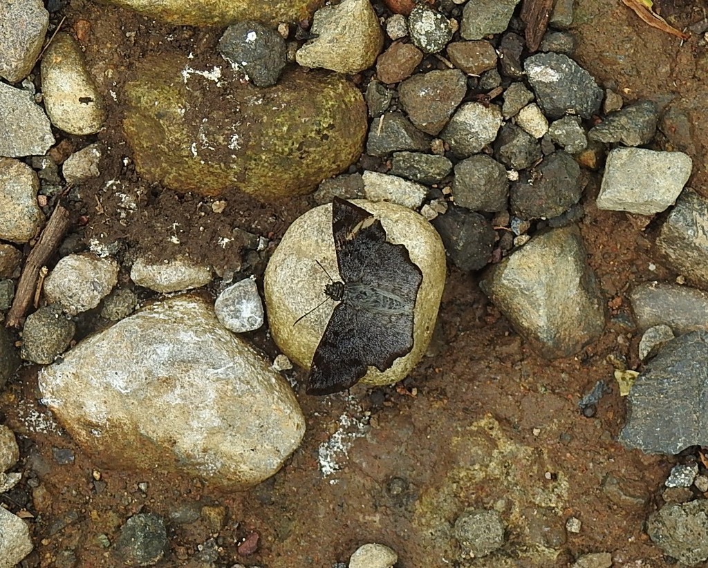 Common Spurwing from Cochea, Panamá on June 26, 2021 at 10:10 AM by ...