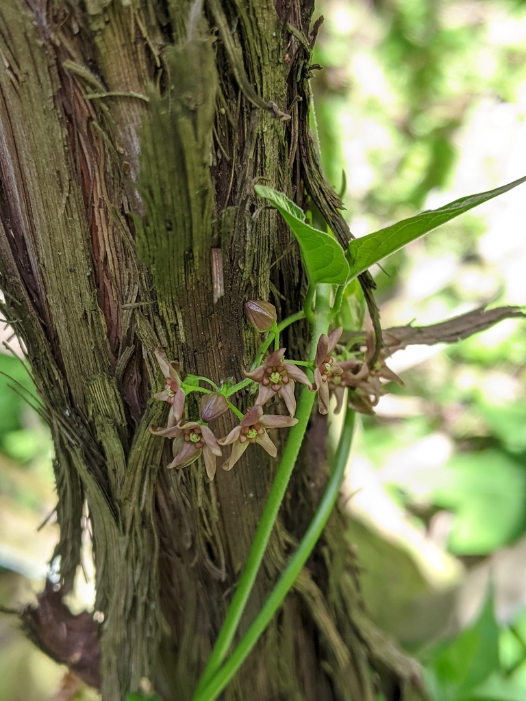 European swallow-wort from Caledon, ON, Canada on June 23, 2021 at 10: ...