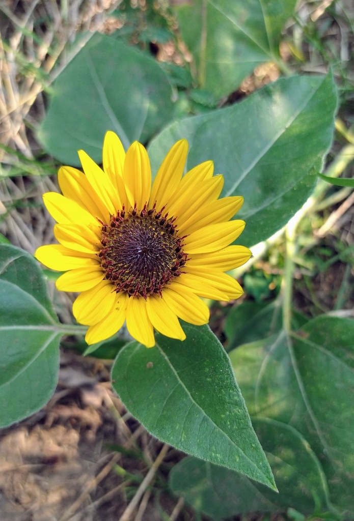 Common Sunflower (Helianthus annuus) - Botanical Realm