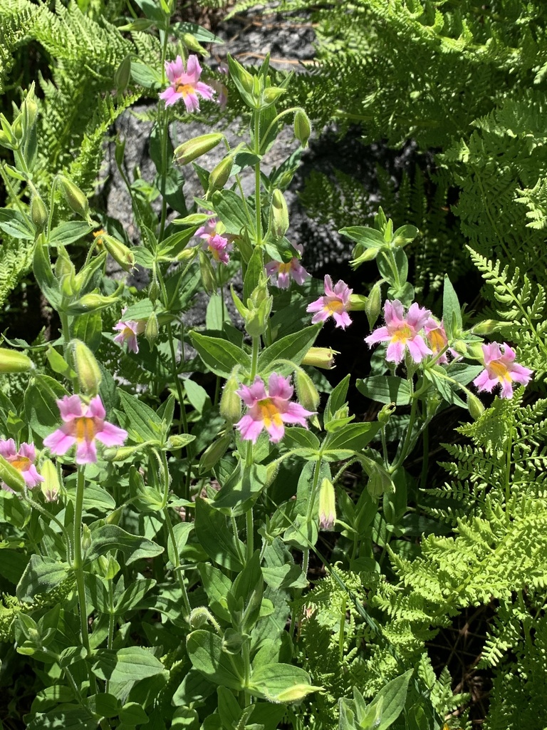 Blushing Monkeyflower from Georgetown, CA, US on July 07, 2021 at 01:12 ...