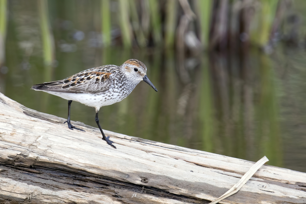 Western Sandpiper (Wildlife and Wildflowers of Central Texas - Birds ...