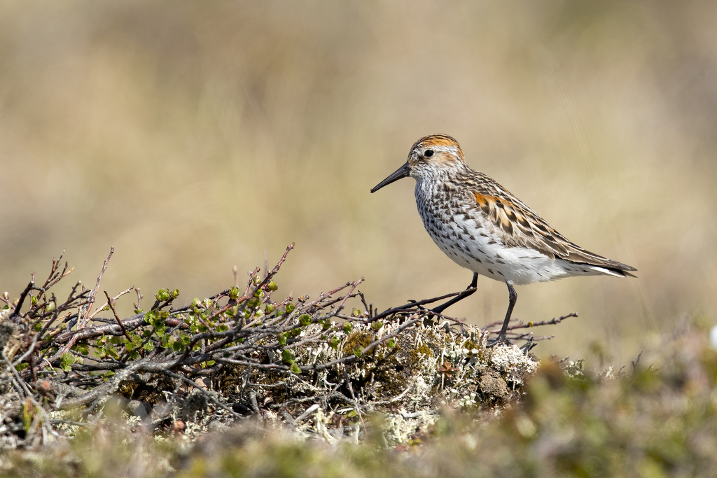 Western Sandpiper (Wildlife and Wildflowers of Central Texas - Birds ...