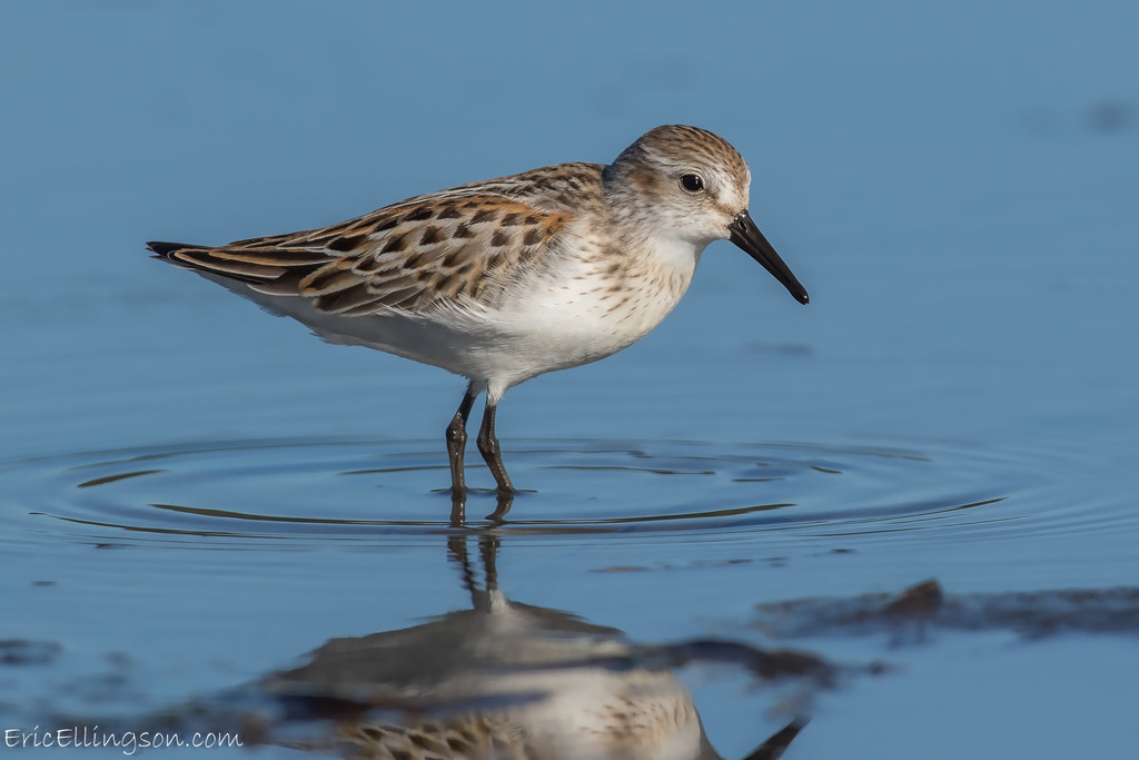 Western Sandpiper (Wildlife and Wildflowers of Central Texas - Birds ...