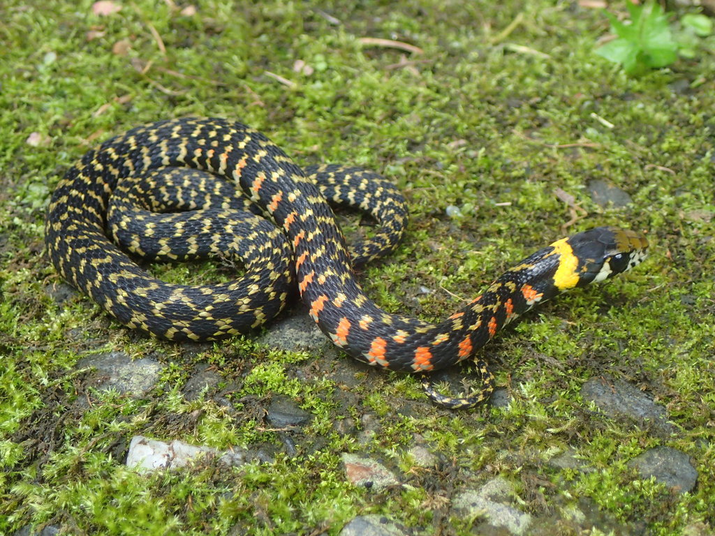 Taiwan tiger keelback in September 2017 by 張智翔 · iNaturalist