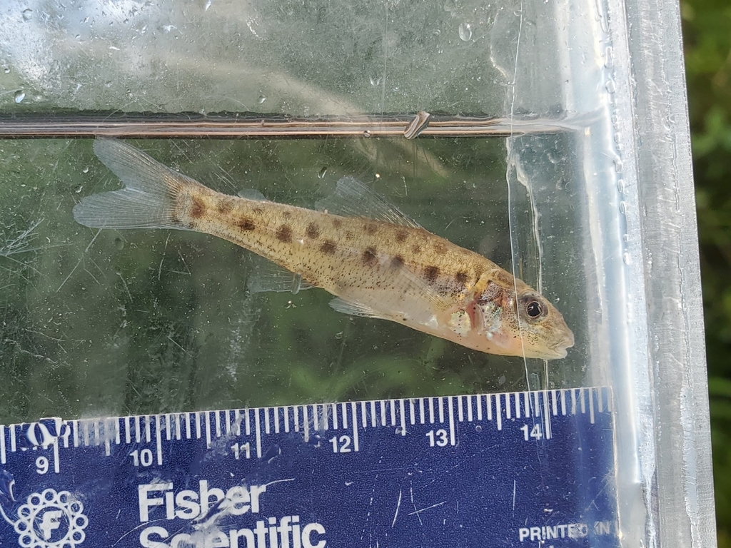 Trout-perch (Percopsis omiscomaycus) - Marine Life Identification