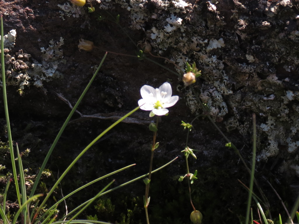 Knotted Pearlwort from Marathon, ON, Canada on September 15, 2015 at 12 ...