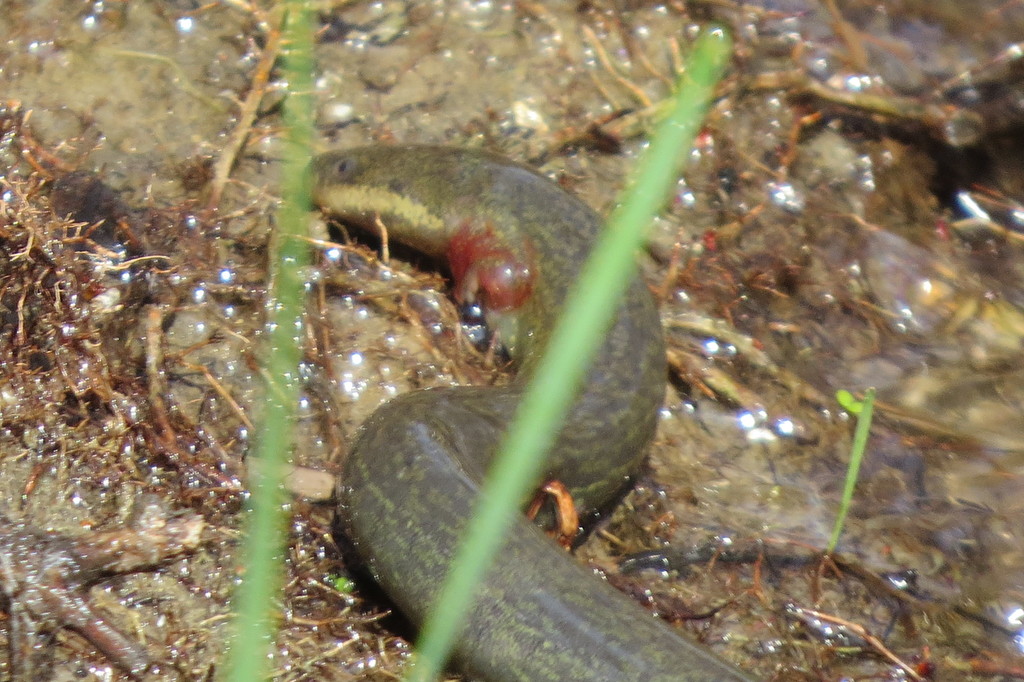 Western Lesser Siren from Lewisville, TX, USA on March 15, 2018 at 02: ...