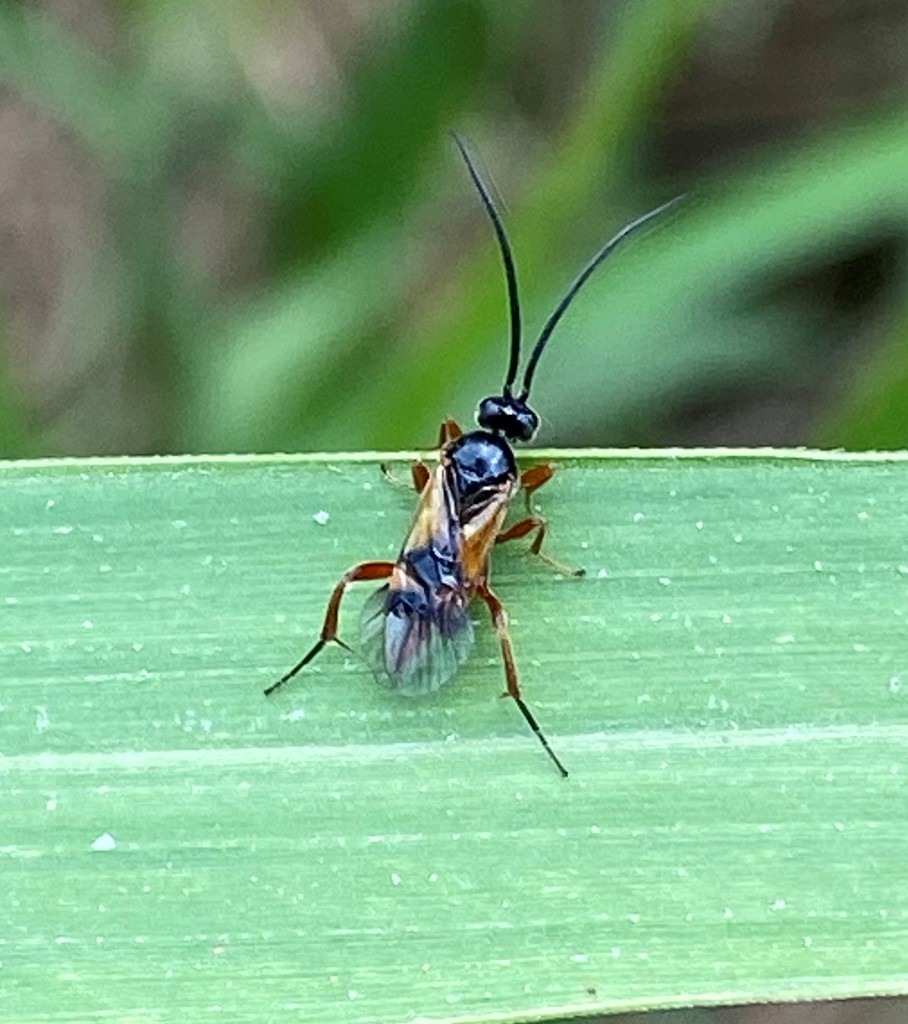 Braconid Wasps from Co. Rd. 8 at Big Cypress Creek, Lauderdale County ...