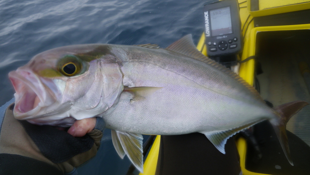 Greater Amberjack (Seriola dumerili) - Marine Life Identification