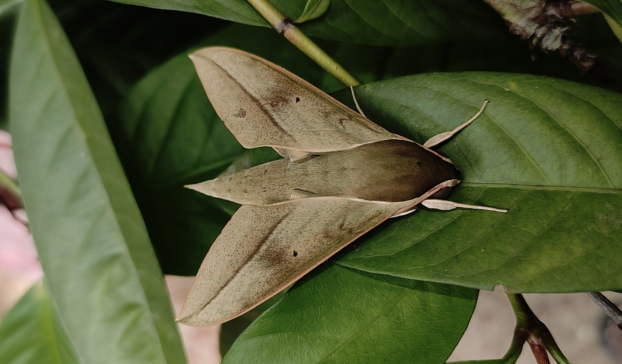 Theretra clotho Drury, 1773