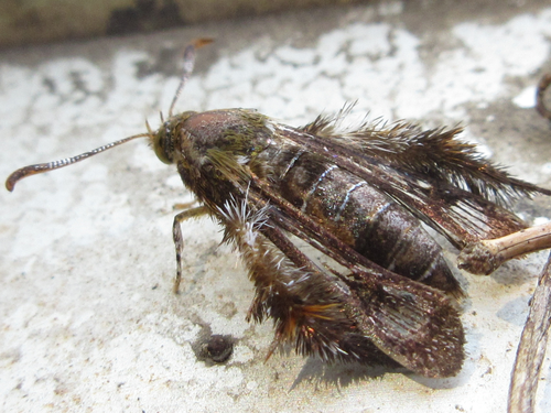 Macroscelesia japona · iNaturalist