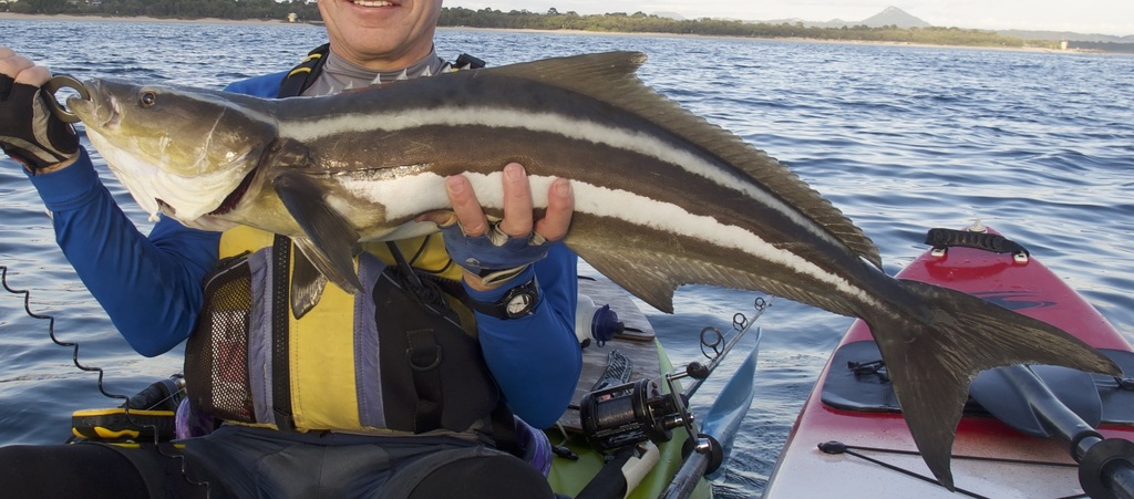 Cobia from Queensland, Australia on August 16, 2011 at 07:04 AM by ...