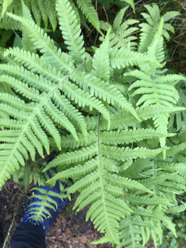 long beech fern from Tiveden, SE-OR-LA, SE-OR, SE on July 05, 2021 at ...