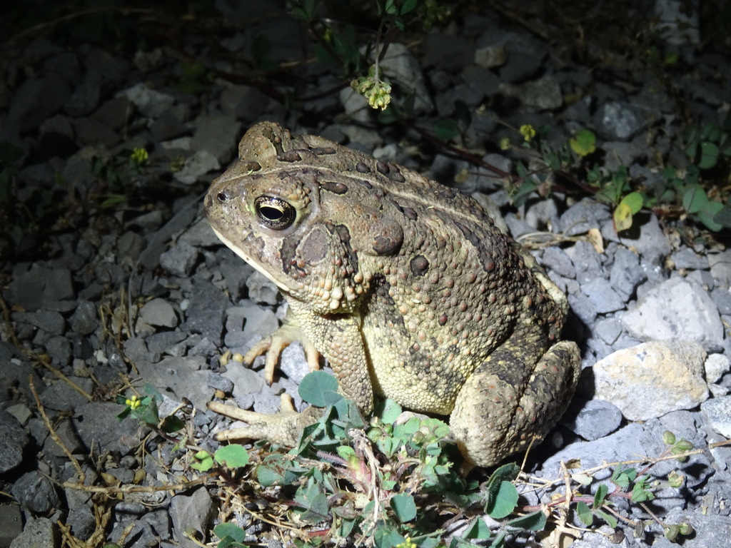 Fowler's Toad from Guntersville Dam, Guntersville, AL 35976, USA on ...