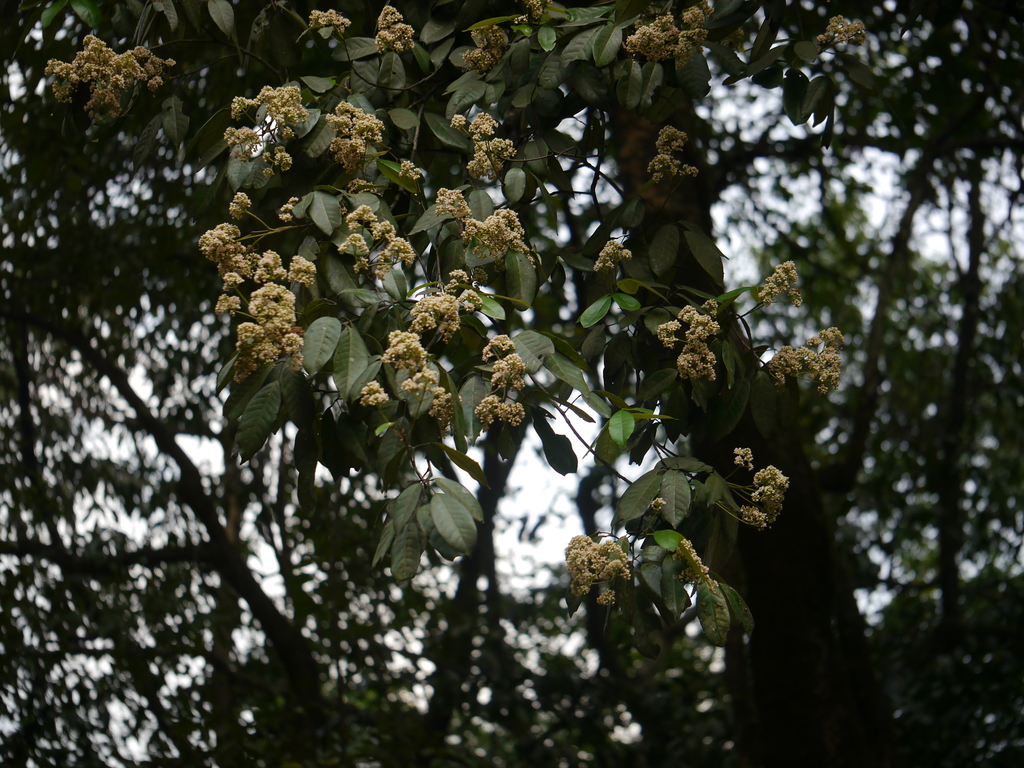 (Walsura trifoliolata) - Botanical Realm