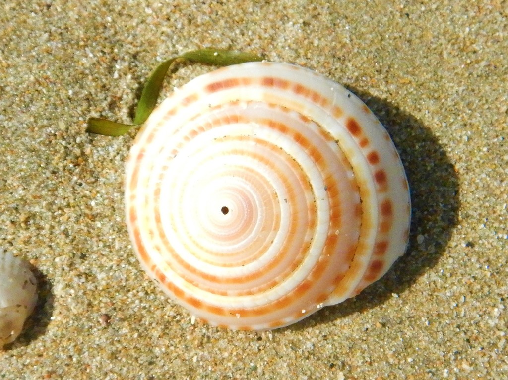 Clear Sundial from Wunjunga QLD 4806, Australia on July 4, 2021 at 09: ...