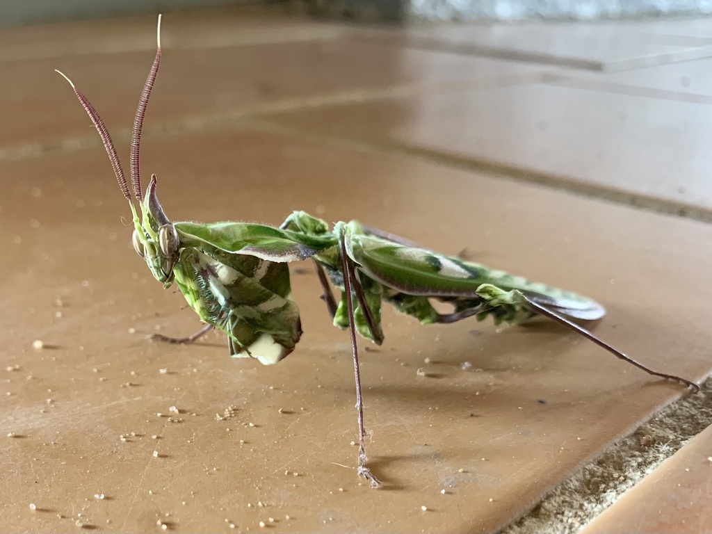 Giant Devil's Flower Mantis from Salamat, TD on July 8, 2021 at 10:16 ...