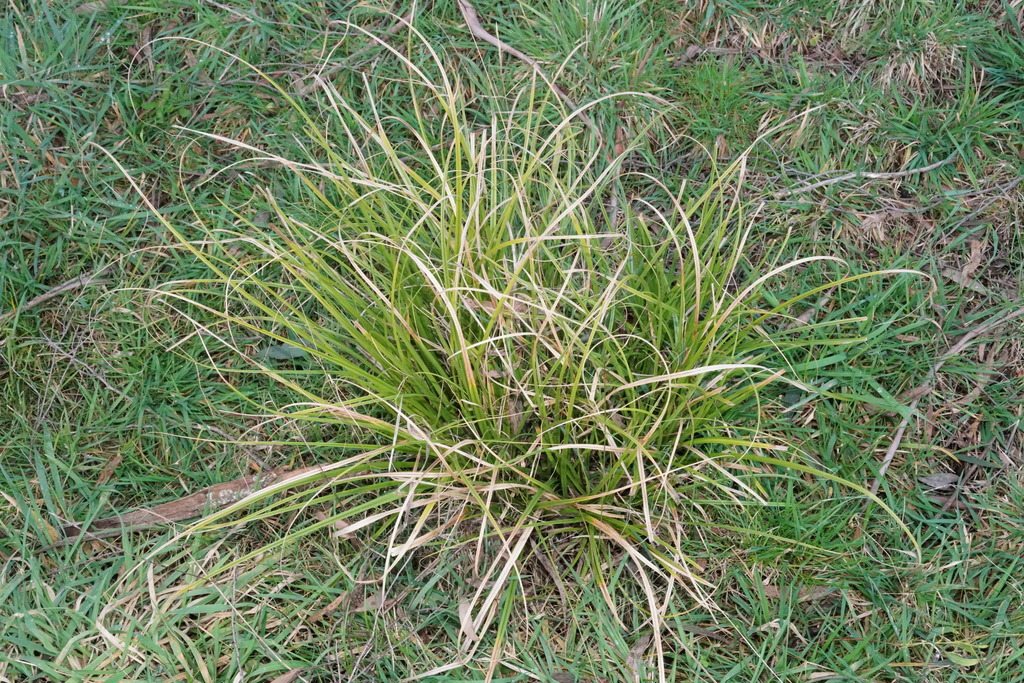 Carex iynx from Millbrook VIC 3352, Australia on July 08, 2021 at 04:41 ...