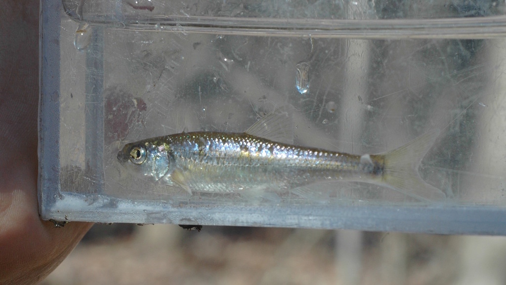 Common Shiner (SD Fish Passage Guide ) · iNaturalist