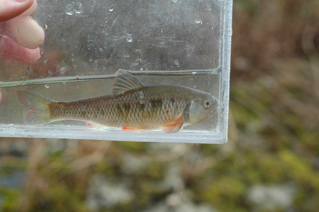 Common Shiner (SD Fish Passage Guide ) · iNaturalist