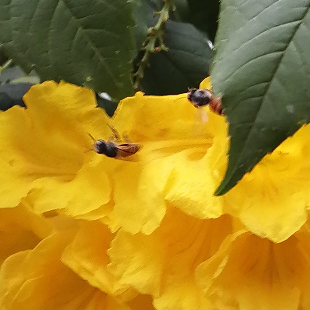 Red Dwarf Honey Bee from Bef Admiralty Stn/Blk 680, Singapore on July 8 ...