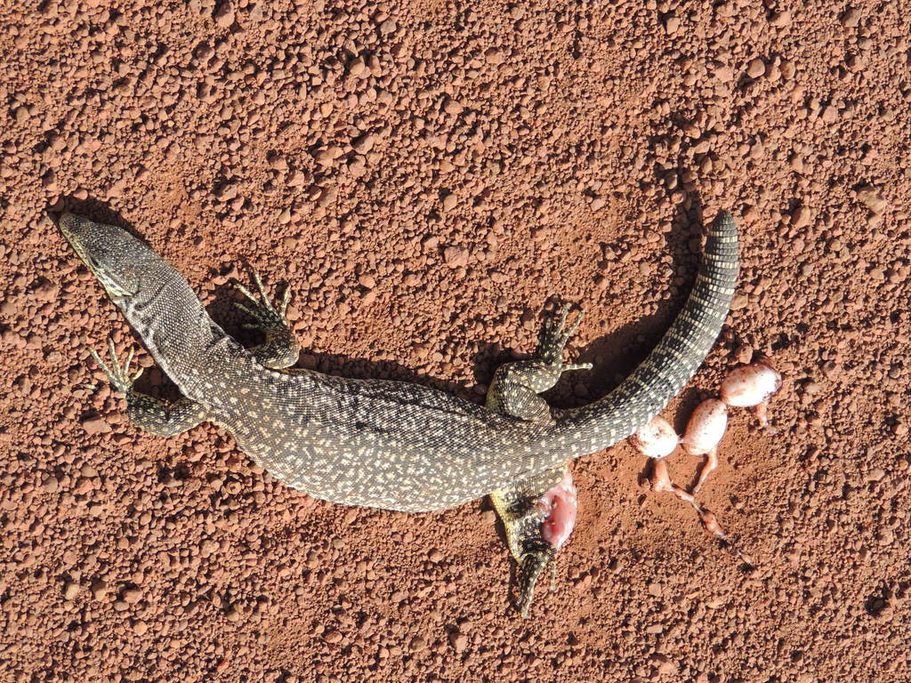 Banded Tree Monitor from Laura QLD 4892, Australia on June 21, 2021 at ...