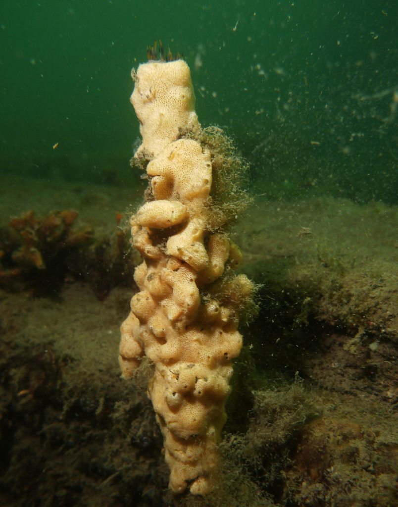 Didemnum delectum from Torrens Island SA 5960, Australia on February 25 ...