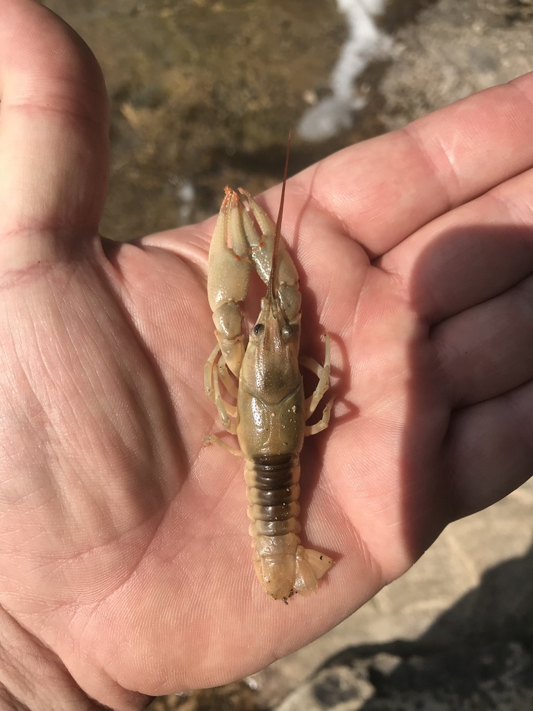 Northern Clearwater Crayfish from Bruce County, ON, Canada on July 2 ...