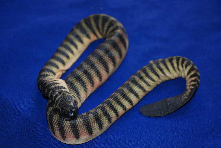 Typical Sea Snakes (Hydrophis) - Snakes and Lizards