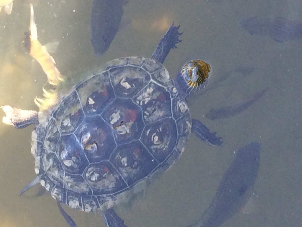 Common thread turtle in March 2018 by Ryan Collister. Released pet ...