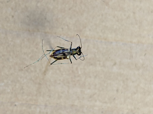 Hypaetha copulata · NaturaLista Colombia