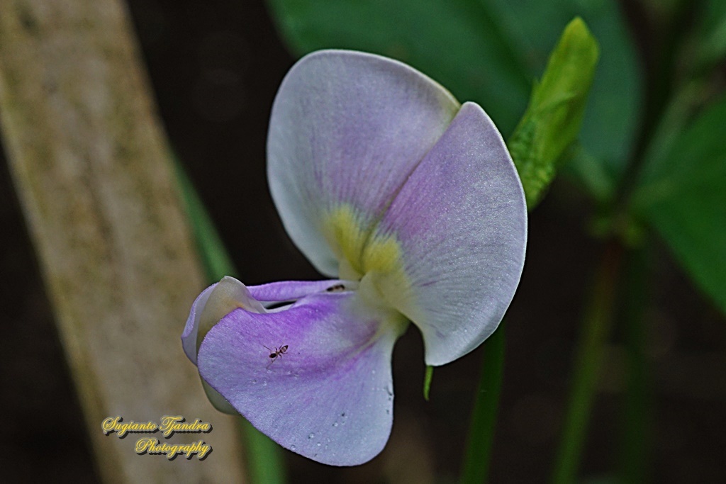 Vigna unguiculata (L.) Walp.