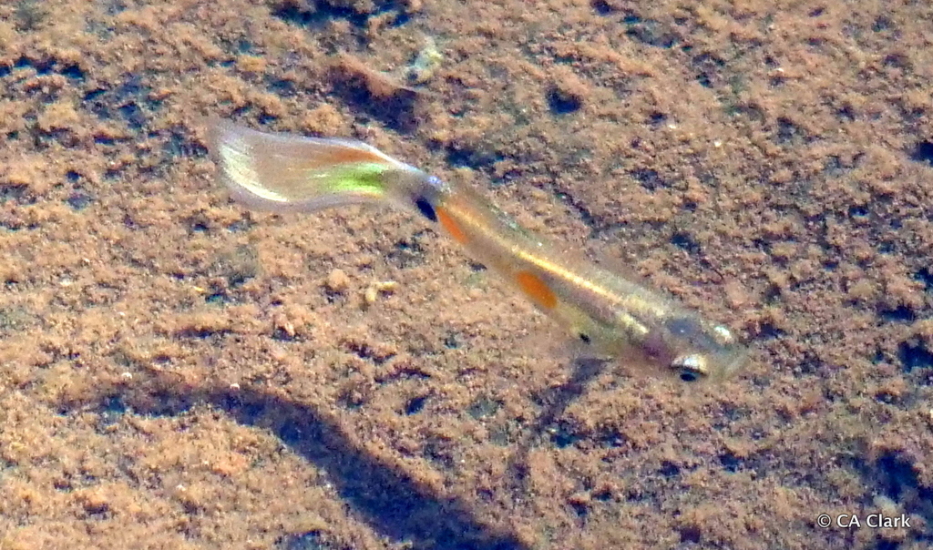 Guppy from Kapalua, Maui, Hawai'i, USA on December 08, 2017 at 12:00 PM ...