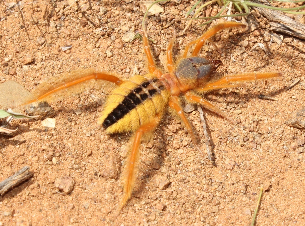 Solpuga villosa from Bo-Karoo, South Africa on February 27, 2018 at 01: ...