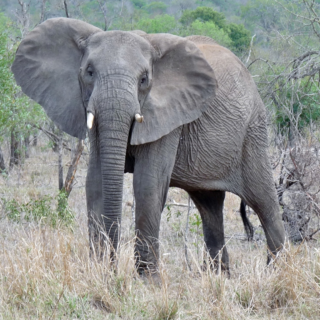 Savannah Elephant in November 2008 by Chris Nash. A dozen seen ...