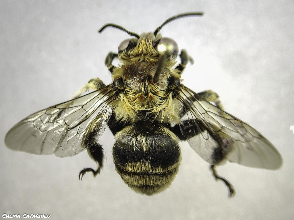 Anthophora podagra from Murcia, España on July 02, 2021 at 11:00 PM by ...
