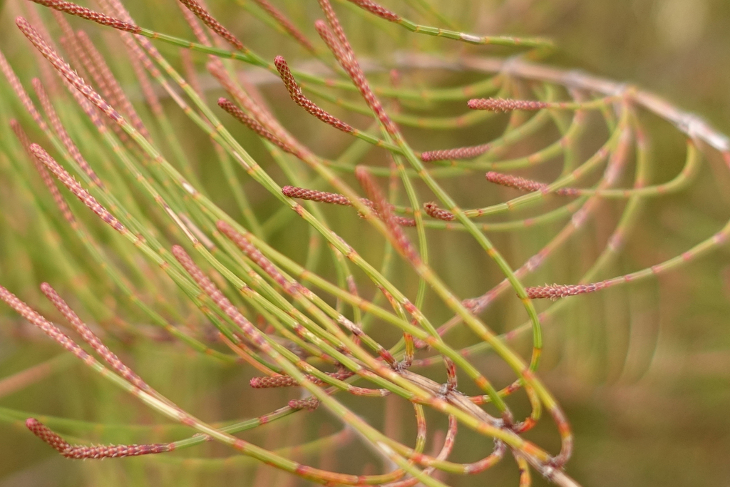 dwarf sheoak (Allocasuarina pusilla) - Botanical Realm