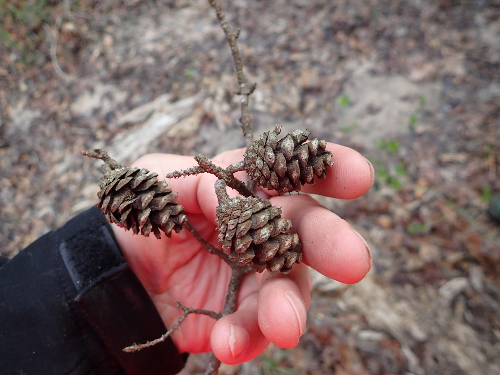 shortleaf pine (Pinus echinata) - Botanical Realm