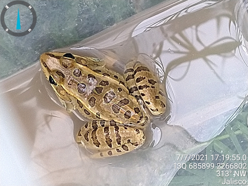 Transverse Volcanic Leopard Frog from Unnamed Road, 45679 Jal., México ...