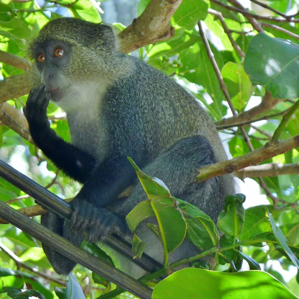 Sykes' Monkey (Cercopithecus mitis albogularis) - Know Your Mammals