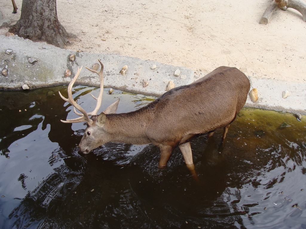 European Red Deer (Cervus elaphus elaphus) - Know Your Mammals
