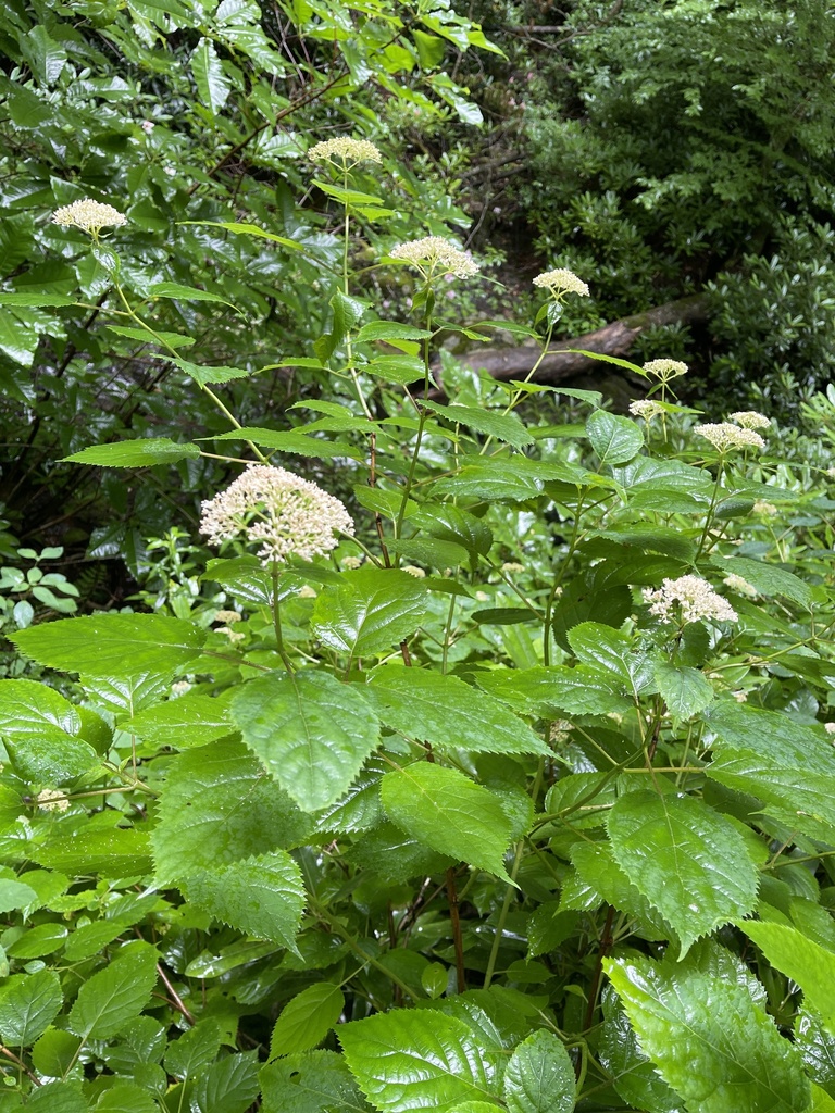 wild hydrangea from Junaluska Rd, Boone, NC, US on July 08, 2021 at 02: ...