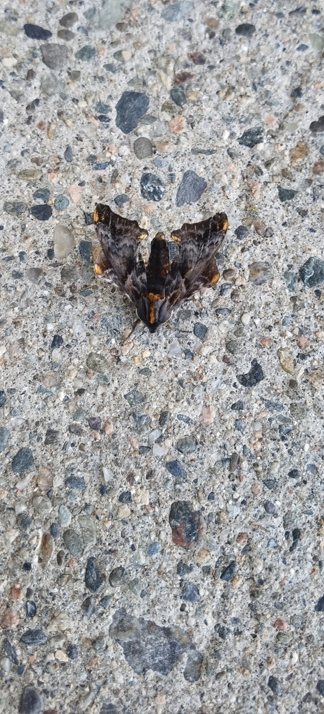Small-eyed Sphinx from New Brunswick, Canada on July 08, 2021 at 10:28 ...
