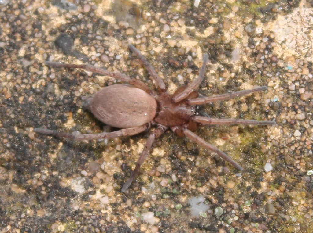 Drassodes from Netherton, Dudley, UK on July 08, 2021 at 06:56 AM by ...